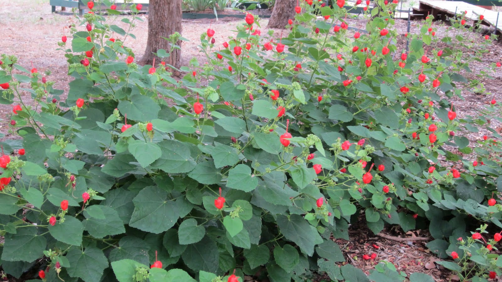 Lisa Bonassin's Garden: What's Blooming Now - Turk's Cap 09/17/2011
