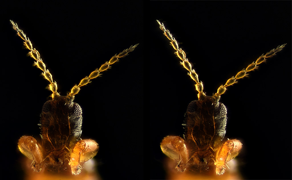 ムシをデザインしたのはダレ？: 笹と鞘の隙間 / その驚く光景 -その5-