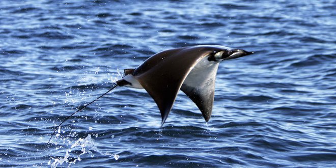 Fantastic Sea: Mengenal Lebih Dekat Tentang Ikan Pari