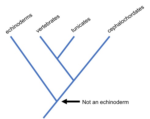Echinoderms And Invertebrate Chordates Ck12 Foundation