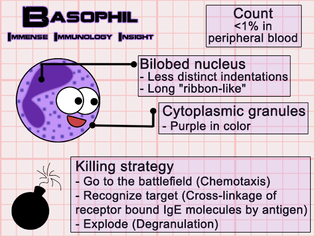 Immense Immunology Insight: Basophils simplified