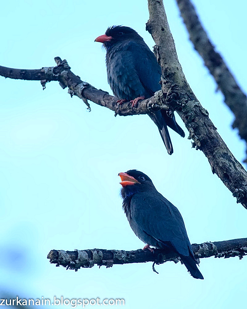 Zul Ya - Birds of Peninsular Malaysia: Couple - Dollar Bird ( Burung ...