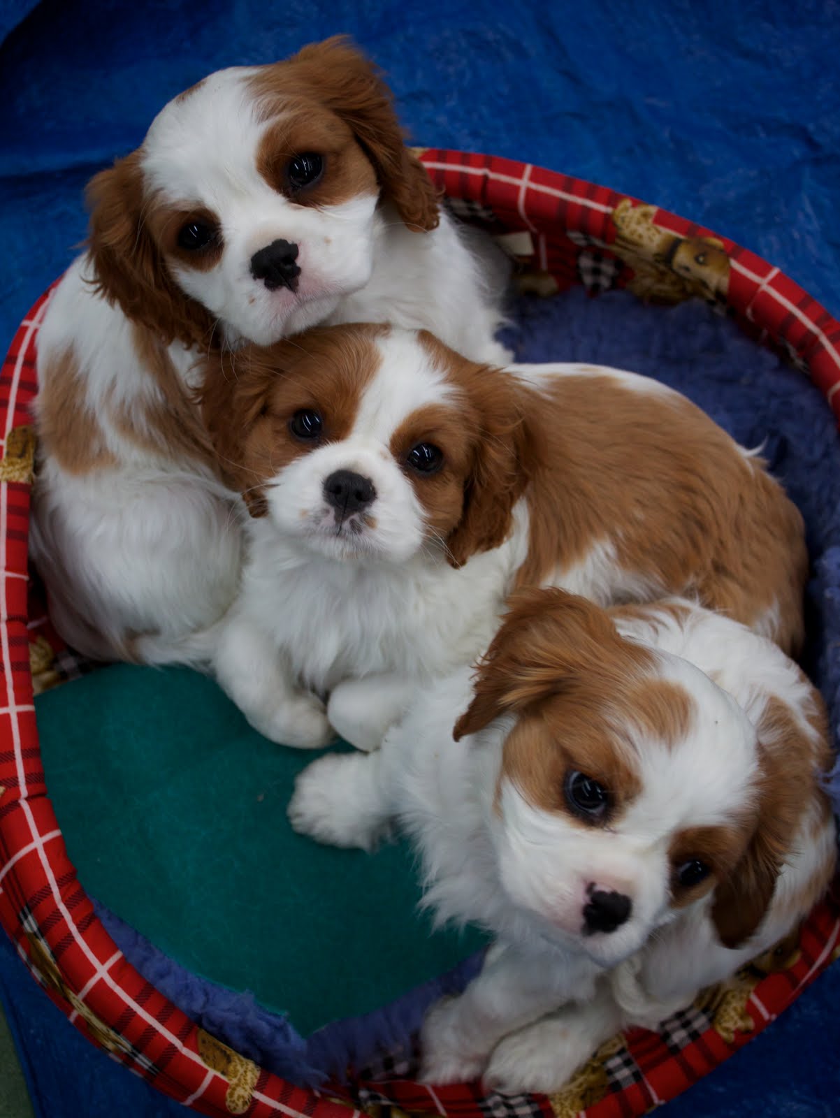 Moments, Memories and Musings: A Puddle of Puppies