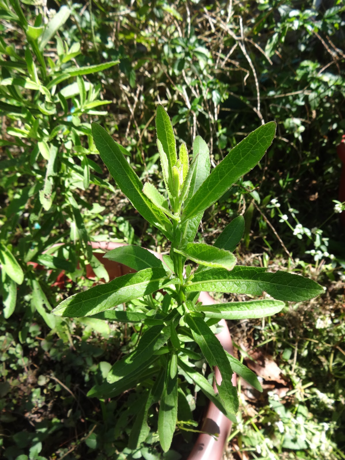 Herbs from Distant Lands: Laggera alata - Winged-Stem Laggera, Liu Leng ...