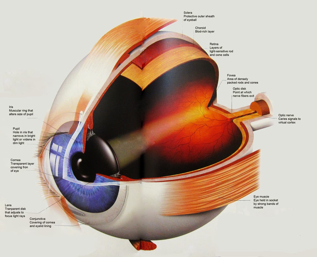 Discovering Something New Ongoing Learning Eye Anatomy Discovering Something New Ongoing Learning Eye Anatomy