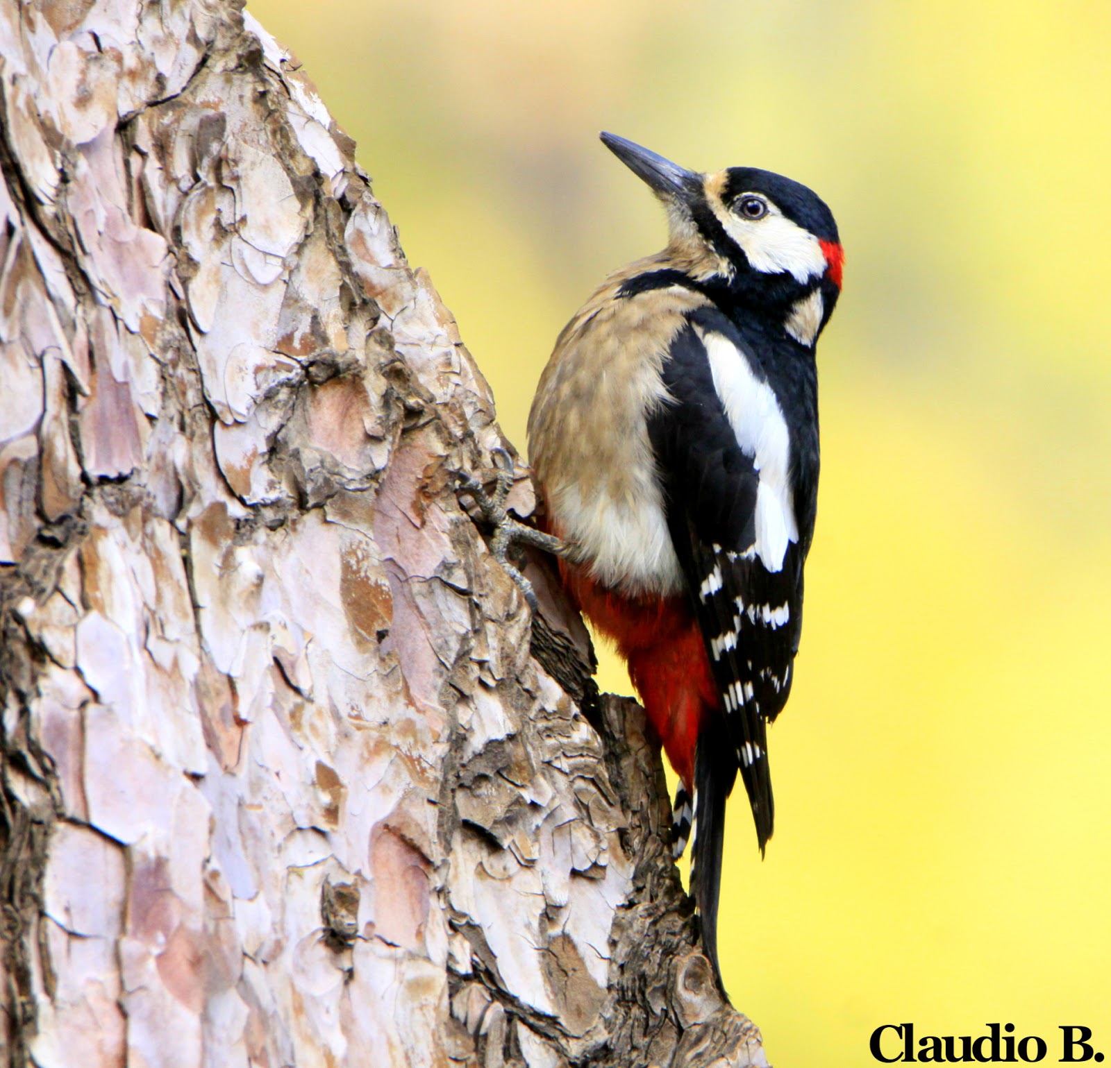 Natural World: El pico picapinos canario / El picot garser gros canari