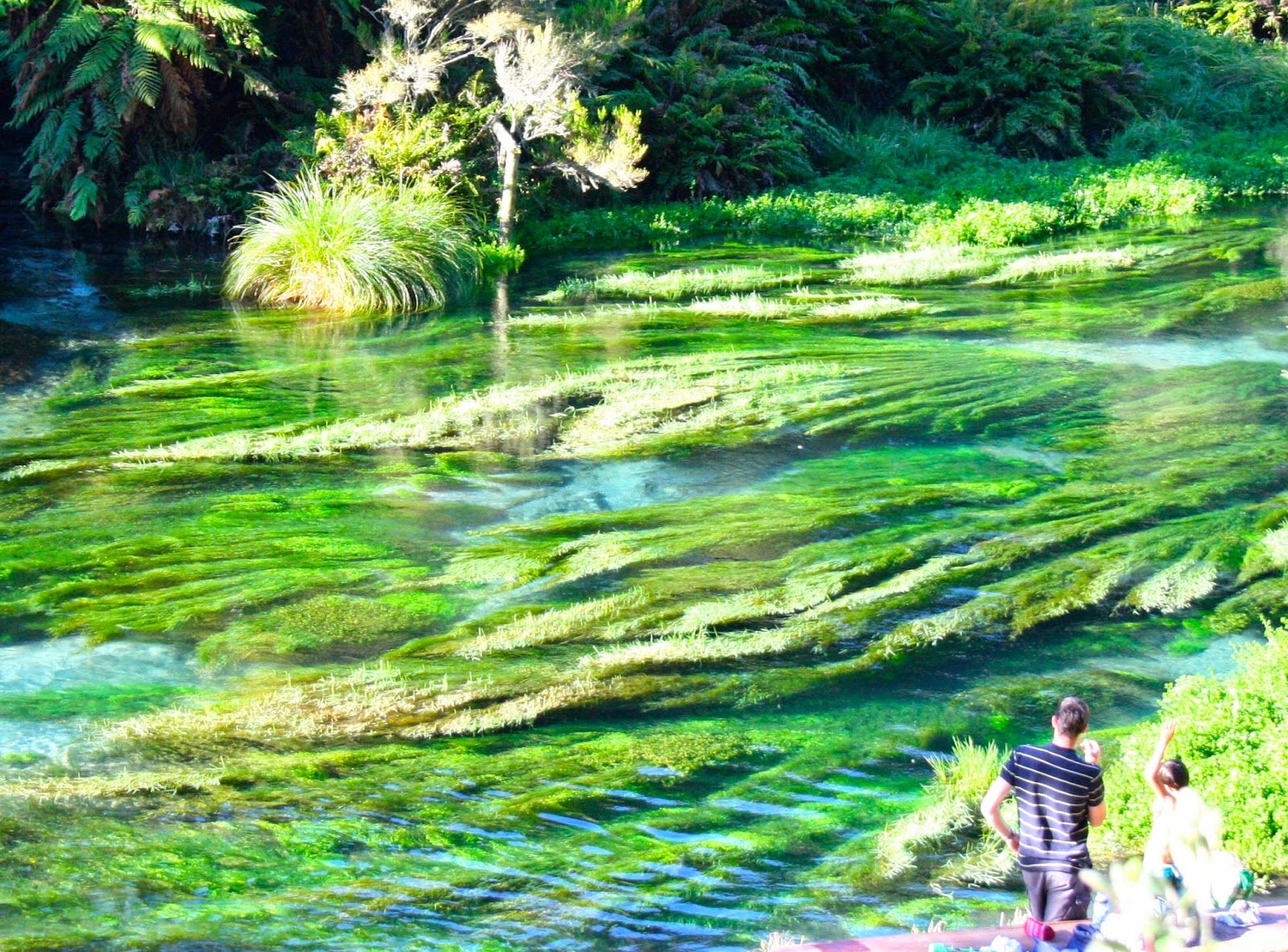 Take On Takapuna: Blue Spring - Te Waihou Walkway