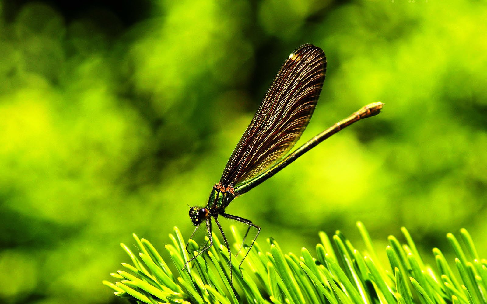 Koleksi Gambar Capung Terindah yang harus Kamu Lihat! | GambarBinatang.Com