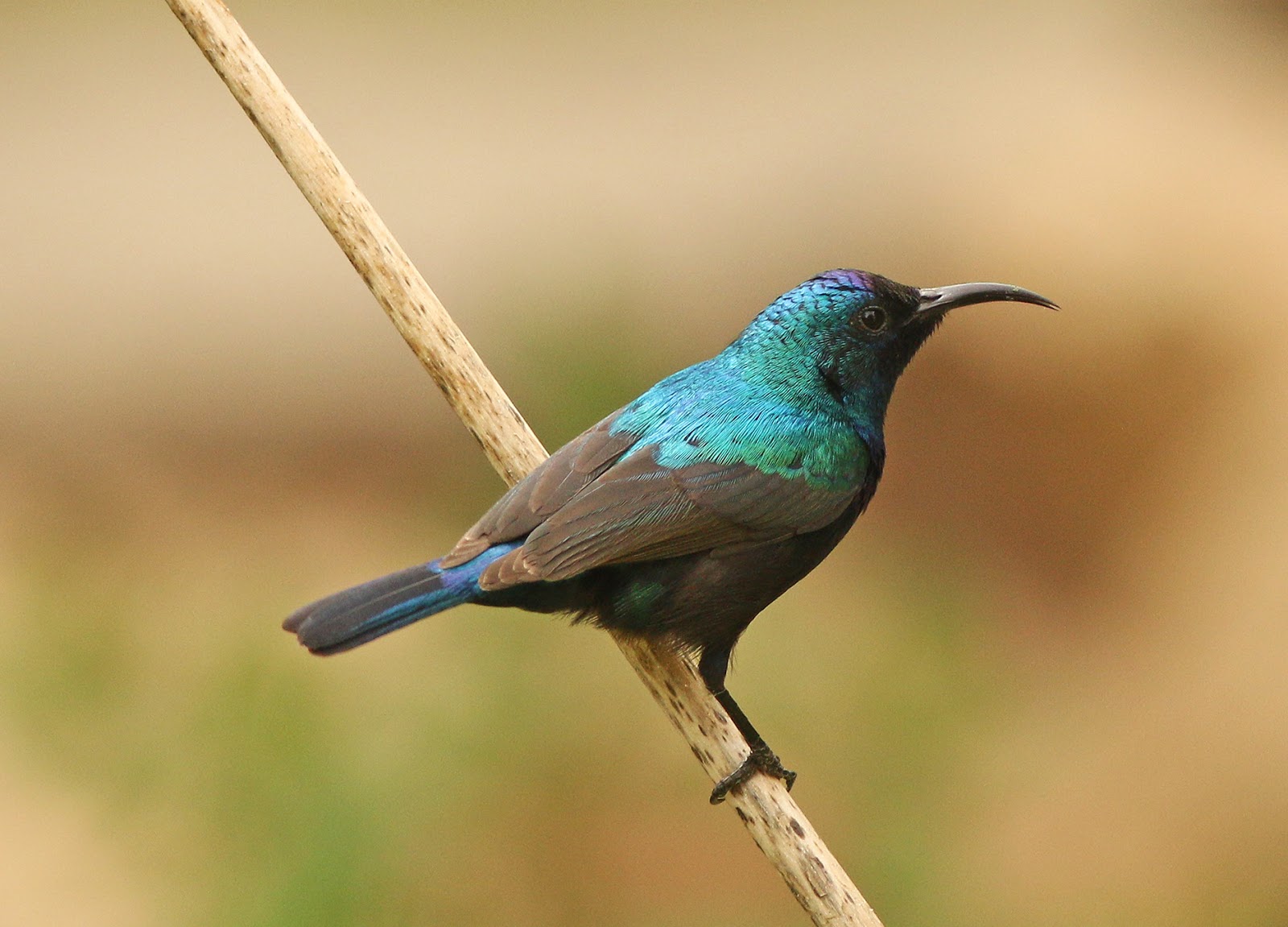 Mark James Pearson: Israel, March '18 - Palestine Sunbirds & Palestine ...