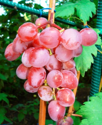 Table Grape: Victoria