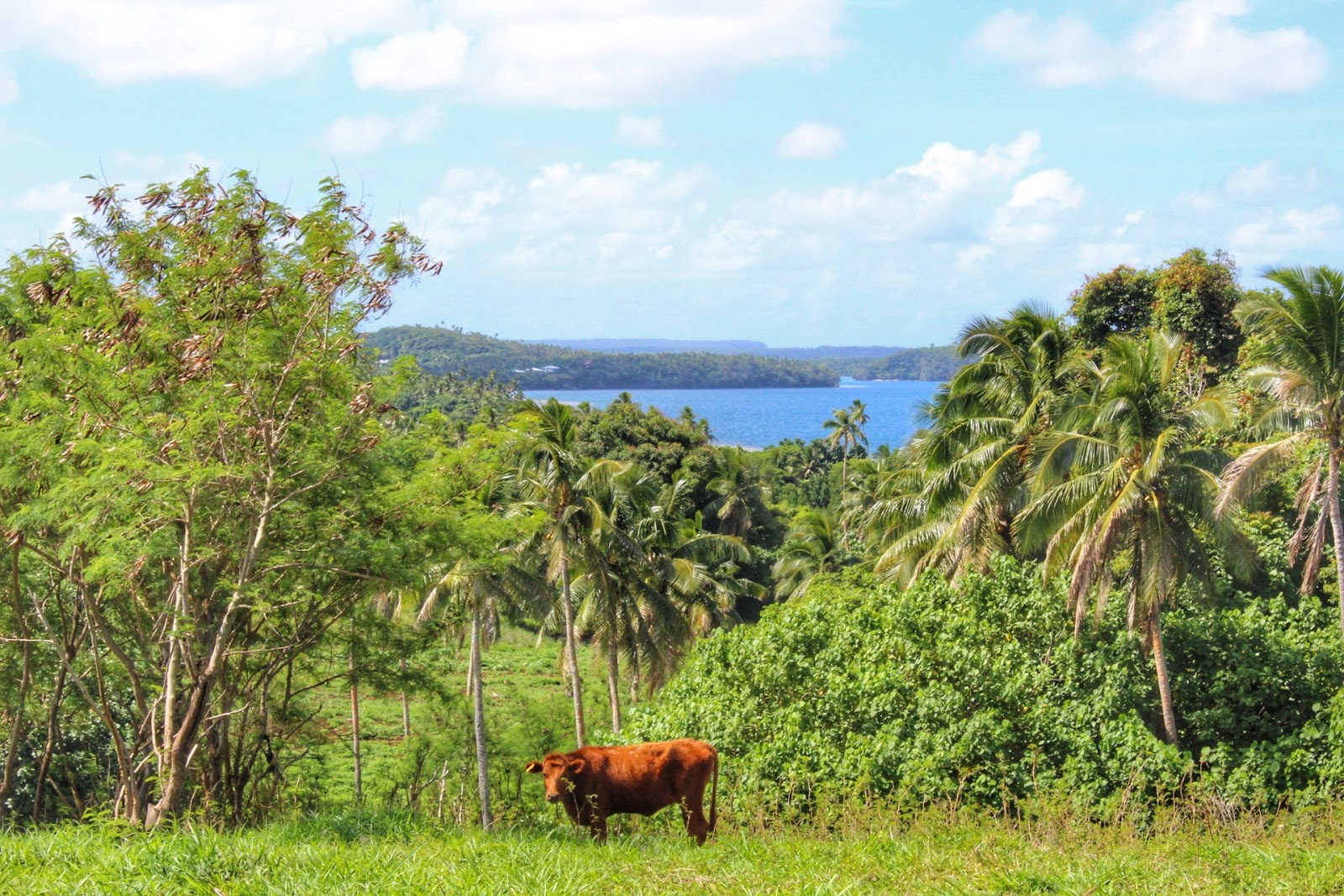 Sailing with Terrapin: Week two of exploring Tonga
