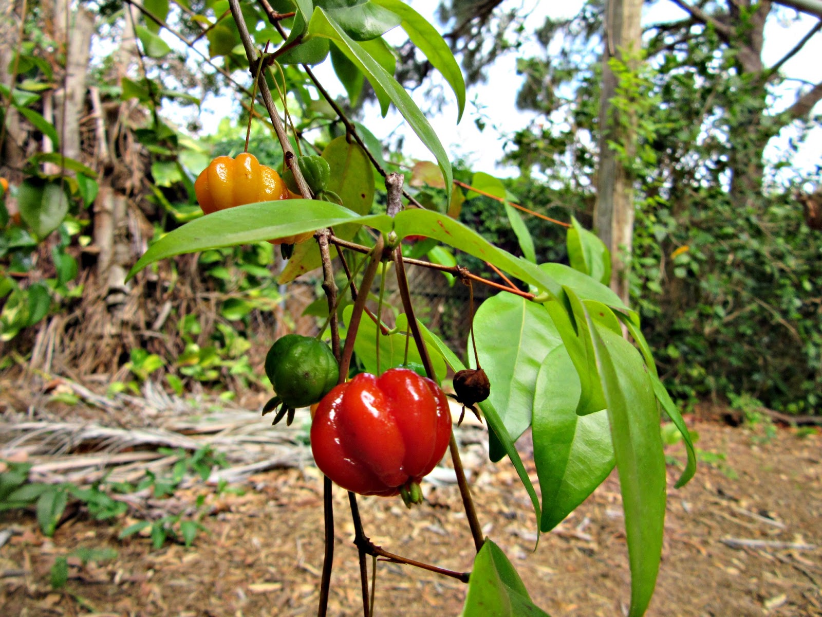 MadSnapper: Cheri Cherries