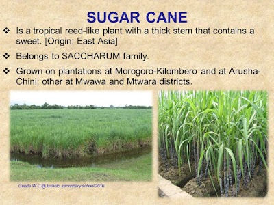 NYUMBA: AGRICULTURE - SUGAR CANE PRODUCTION (LESSON NOTES FOR FORM TWO)
