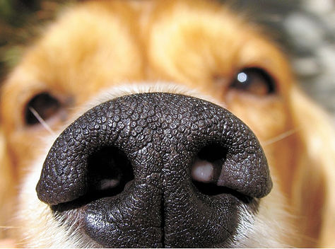 Cuida la nariz de tu perro | Mis Mascotas