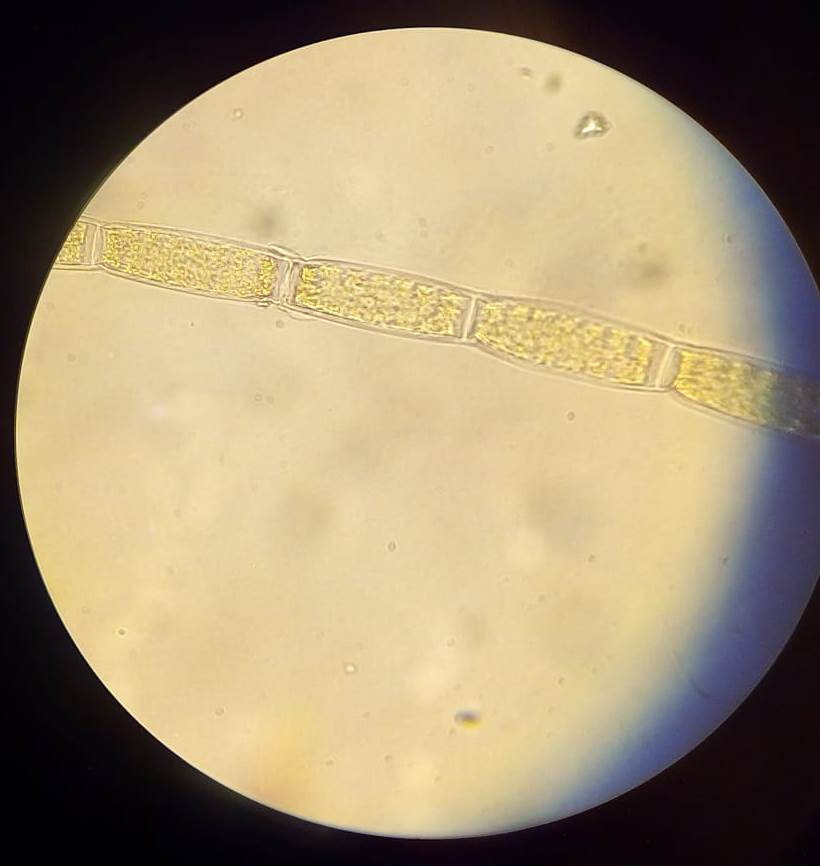 Informe Biología Vegetal I: 2018