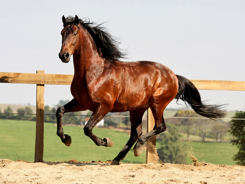 A RODA: Sabe Qual É O Cavalo De Sela Mais Antigo Do Mundo ? E A Sua ...