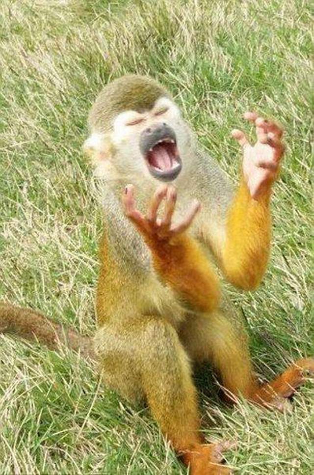 Funny animals of the week - 20 January 2017 (40 pics) | Amazing Creatures