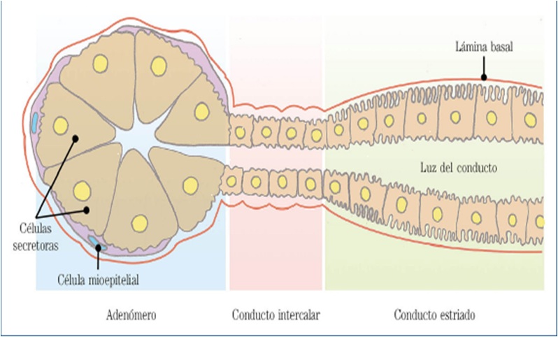 . A N A T O M I A H U M A N A: G L A N D U L A S S A L I V A L E S