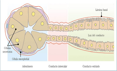 Introducción a la Periodoncia: Glándulas Salivales.-