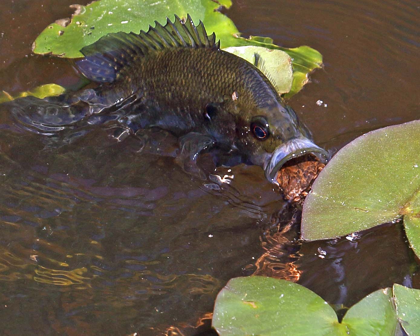 How Do Snakes Catch Fish at Patrick Ruppert blog