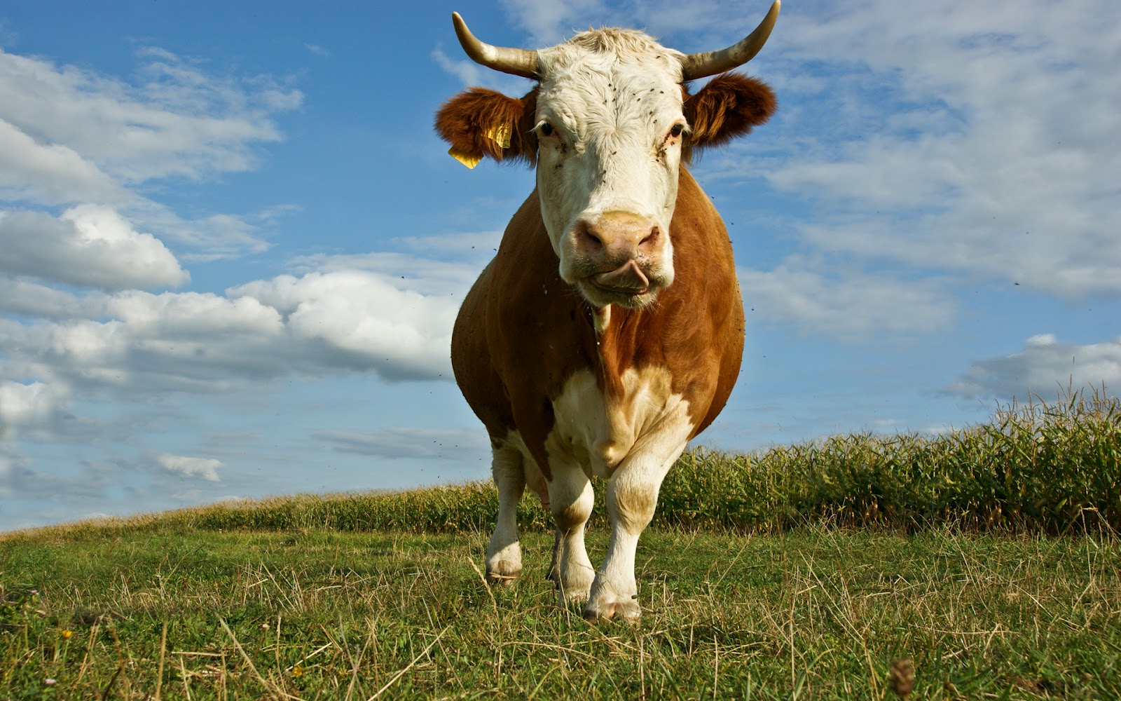 landscape of vaca | Fondos de Pantalla