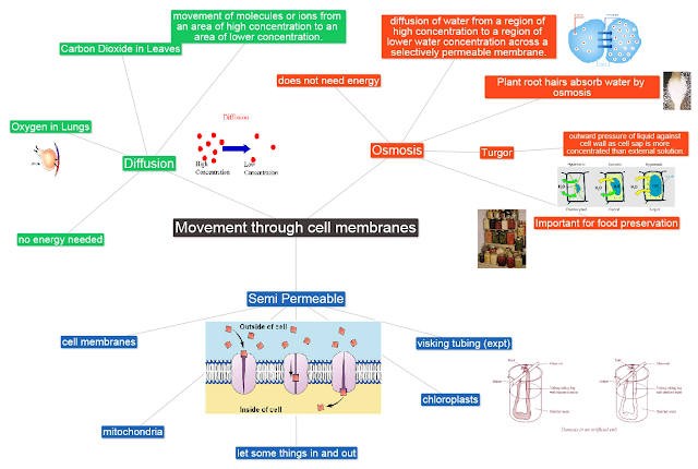 Magh Sci: LC Biology - Movement through Membranes Mindmap