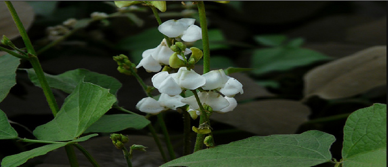 ♣ Vriksha ♣ Sasya ♣ Lata ♣: Chikkudukaya/ Indian Broad Beans/ Saem ...