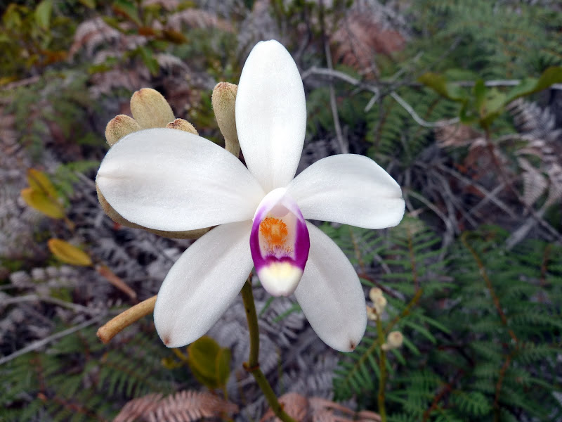 Billebaude et crapahut en Nouvelle-Calédonie: Orchidées