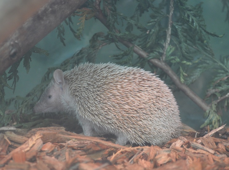 ZOOTOGRAFIANDO (6.100 ANIMALS): TENREC ESPINOSO / LESSER HEDGEHOG ...