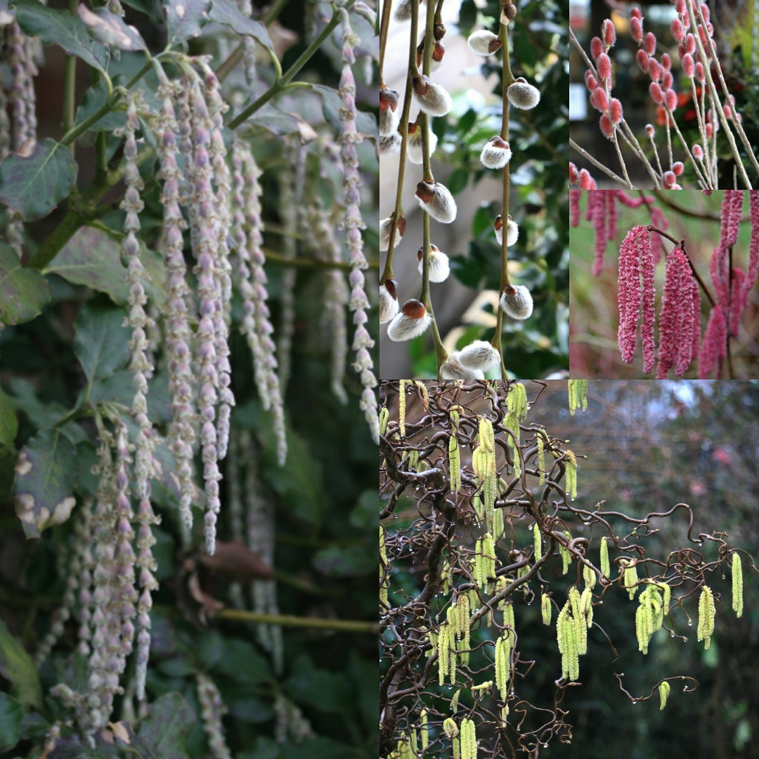 Preston Bissett Nurseries and Country Shop: Catkins in Winter and Early ...