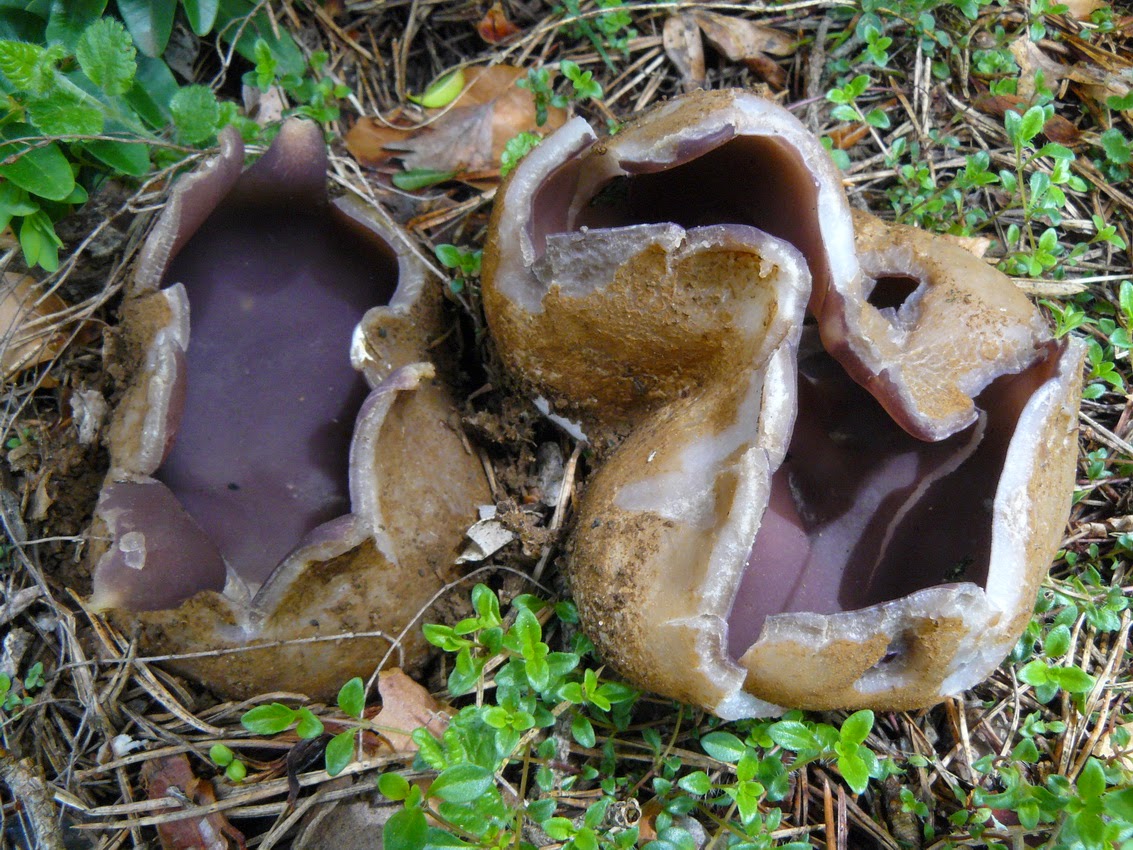 Guía de Setas y Hongos de Navarra.: Sarcosphaera coronaria (Jacq.) J ...
