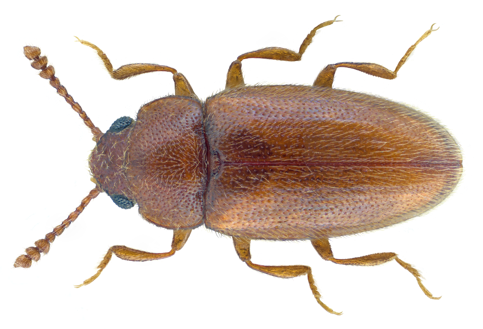 Variety of Life: September 2018