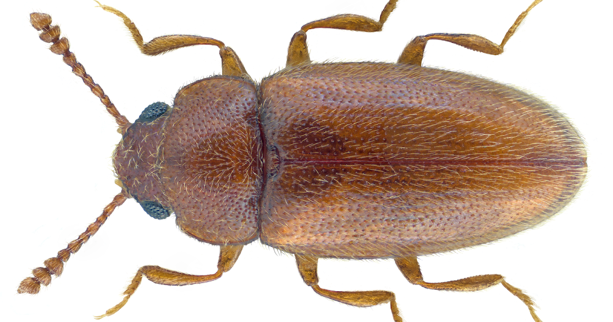 Variety of Life: Cryptophilinae