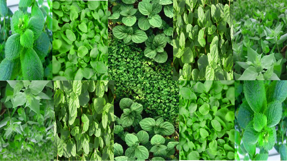 Naomi s Garden Six Hundred Kinds Of Mint naomi-s-garden-six-hundred-kinds-of-mint