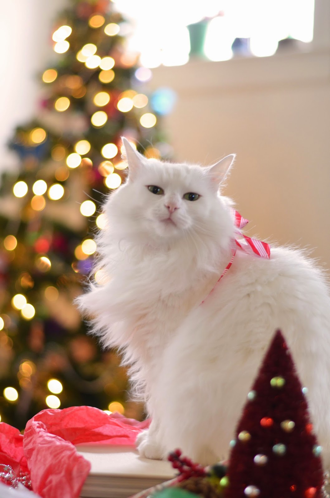 This is Cloud's snooty face.