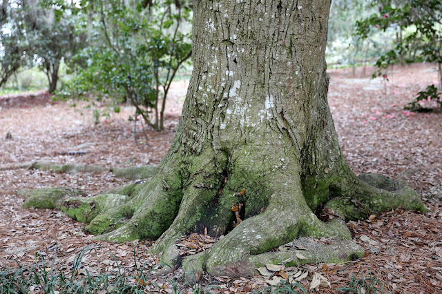 Sweet Southern Days: Maclay Gardens in Tallahassee, Florida