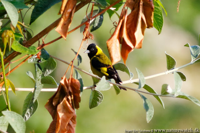 Pintassilgo, Tarin américain, Amerikaanse sijzen, Amerikanische zeisige ...