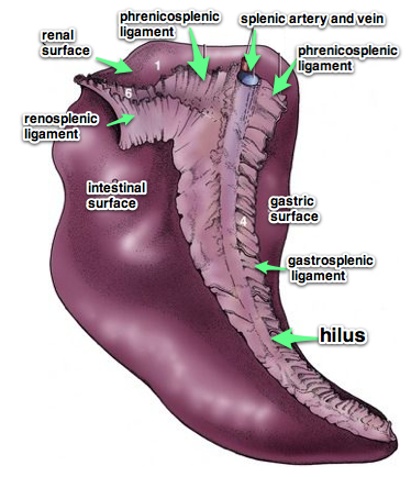 Horse and Pig abdomen - Lecture 164 | BVetMed1
