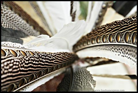 paren nyawi's blog: The(Kuau Raja/Burung Ruai) Great Argus' feathers as ...