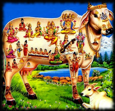 Cuestiones para trabajar "La vaca sagrada" ~ Filoabdera