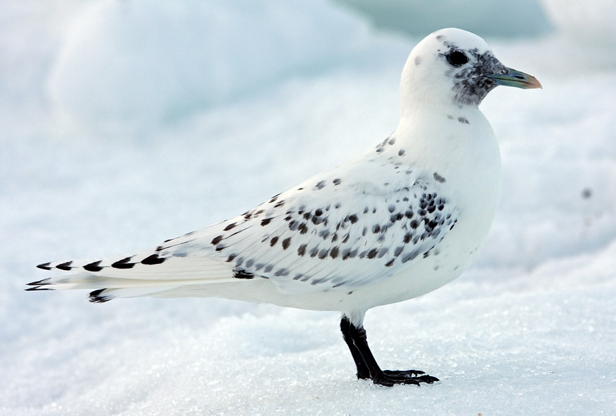 Birding Newfoundland with Dave Brown: Gyrfalcon Dreams and Ecstasy in Ivory
