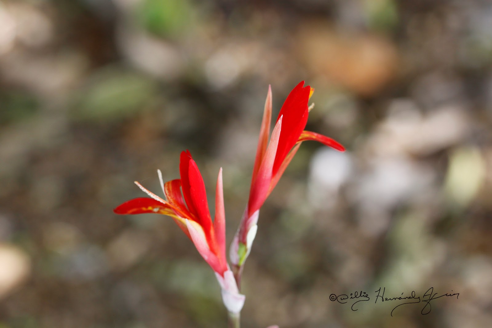Flora de Puerto Rico Ilustrada Papo Vives: CANNACEAE Canna indica Maraca