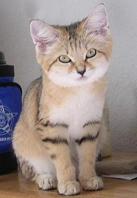 Beautiful Sand Cat Photos, Beautiful Arabian Sand Cat, The Sand Cat ...