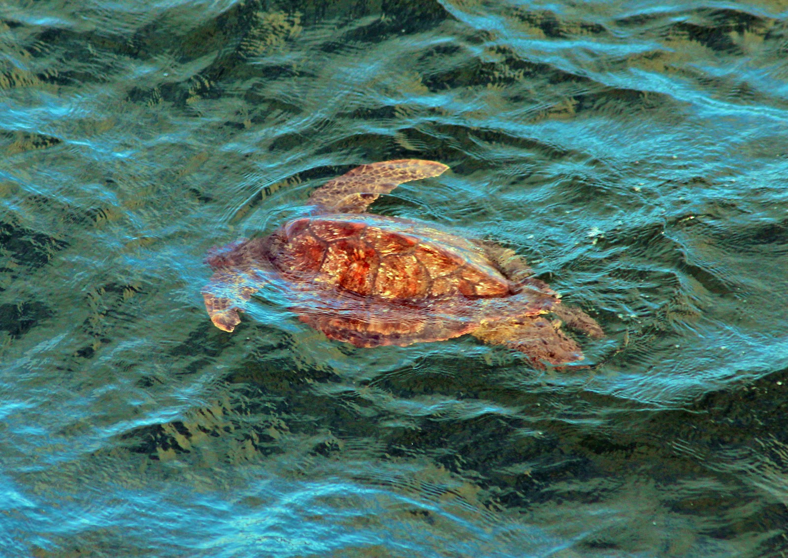 Nature Photography: Galapagos Reptiles & Turtles