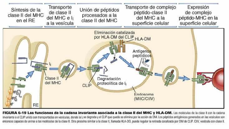 INTRODUCCIÓN A LA MEDICINA: COMPLEJO MAYOR DE HISTOCOMPATIBILIDAD ...