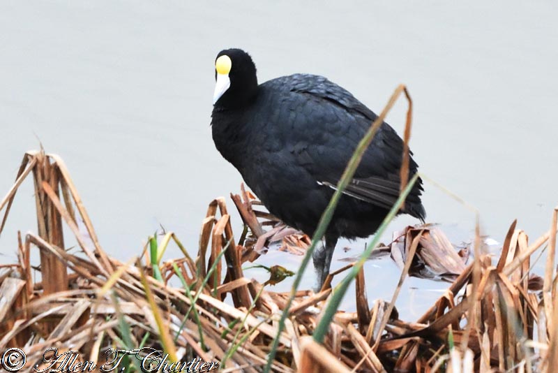 Michigan Hummingbird Guy: Peru Birding Trip Day 11 - July 18, 2018