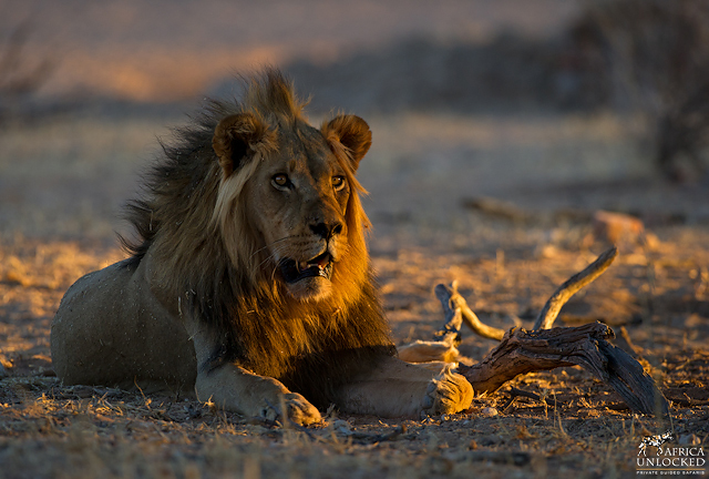 Africa Unlocked - Private Guided Safaris: Southern Kalahari Wildlife ...