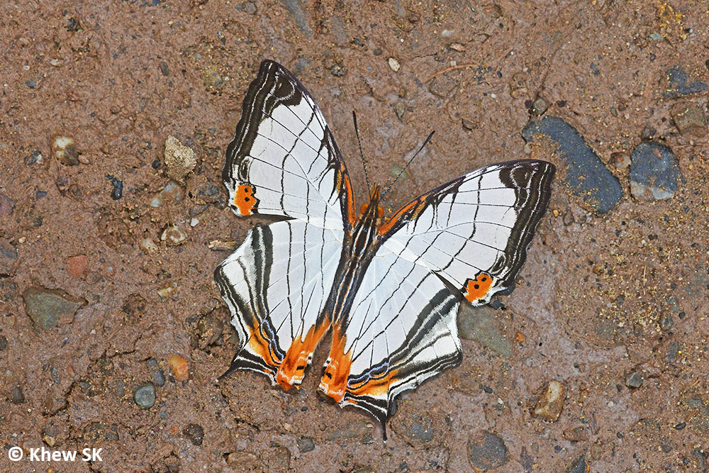 Butterflies of Singapore: A Bornean Adventure