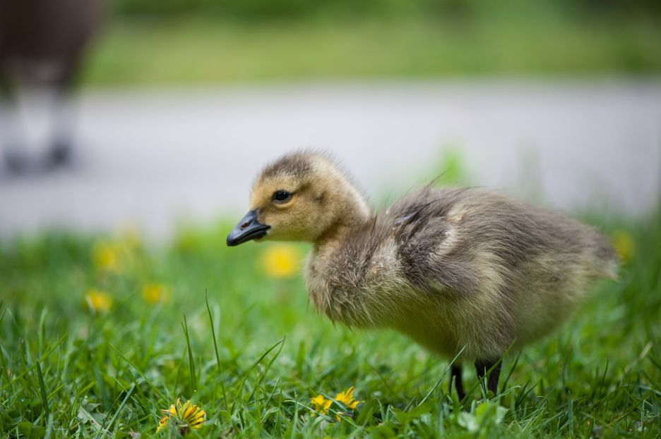 The 20 Fluffiest Goose Chicks - Best Photography, Art, Landscapes and ...