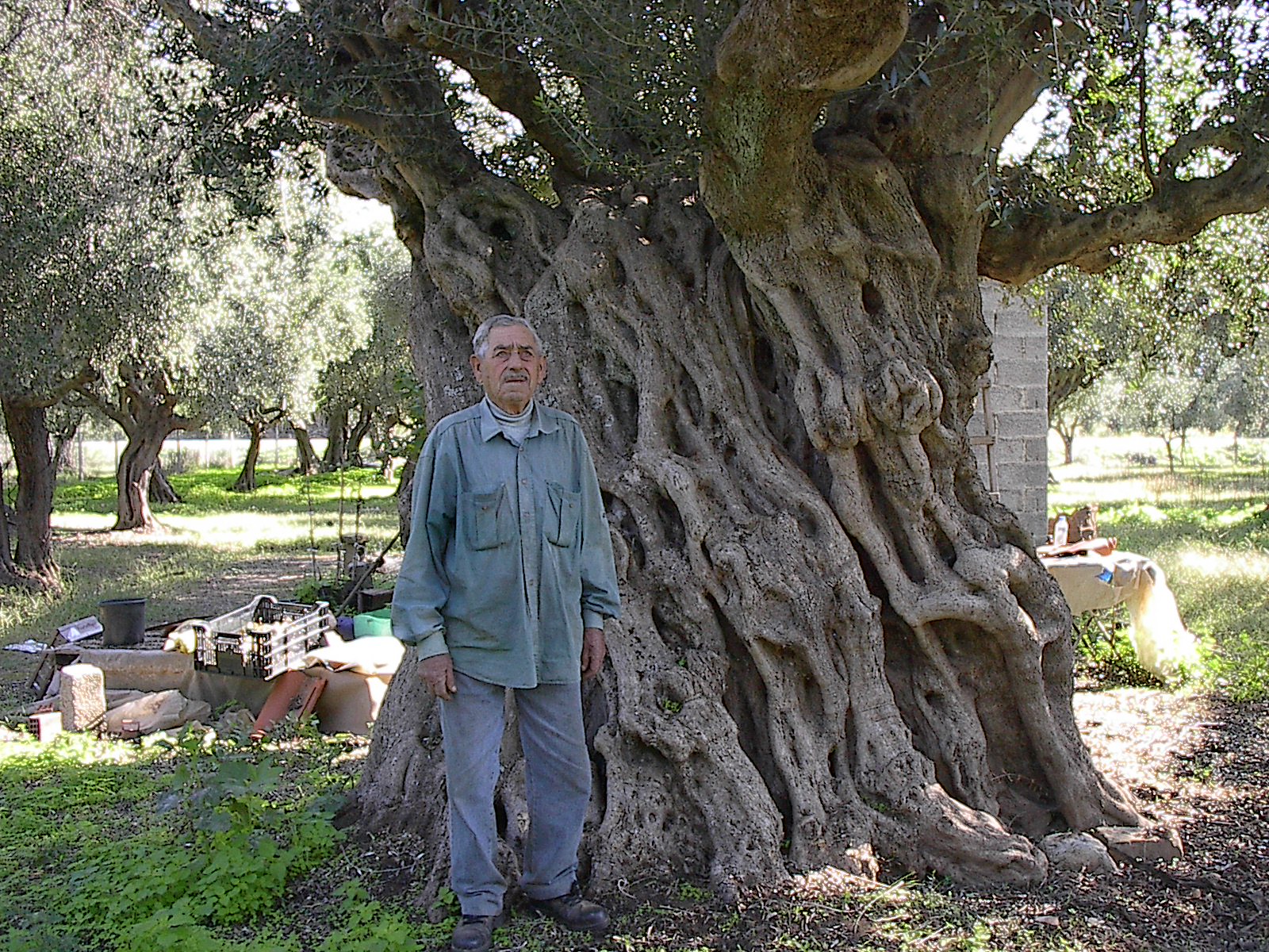 ΓΙΑΝΝΗΣ Δ.ΛΥΡΑΣ: Η ΕΛΙΑ ΤΗΣ ΚΑΛΑΜΑΤΑΣ